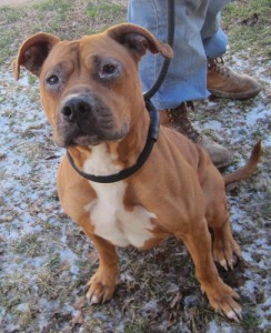 Pit Bull Health Problems - Common to Severe