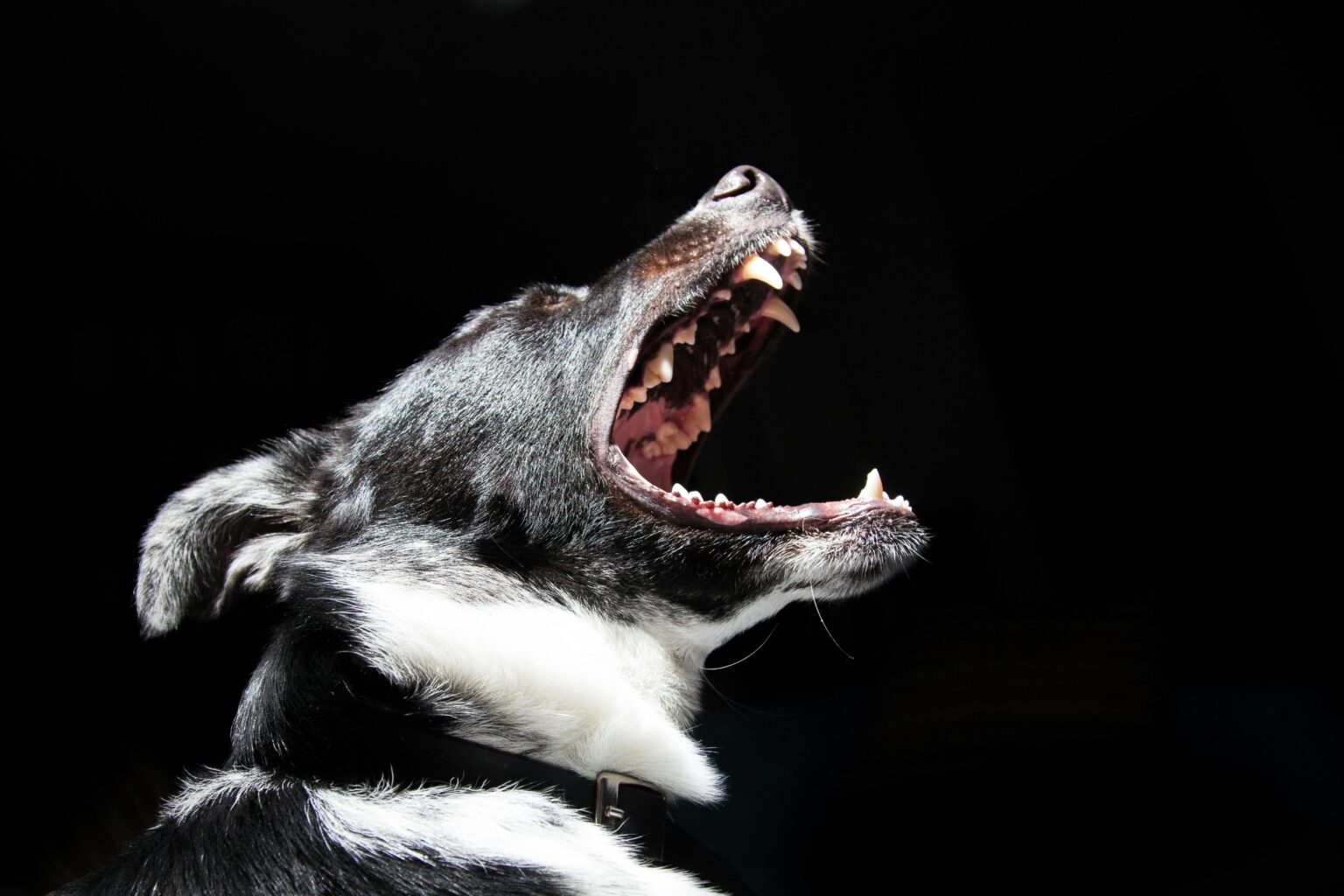 Aggression in Pit Bulls - Root Causes and How to Stop it