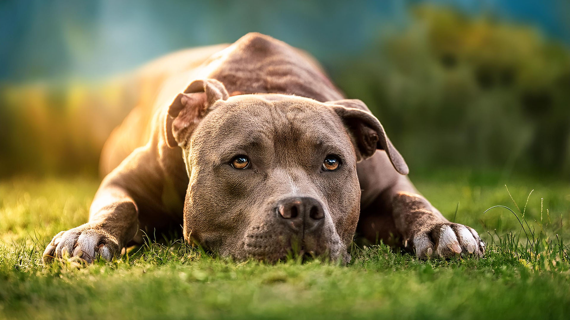 Pit Bull Allergies - Skin & Food Allergy Treatments for 2025
